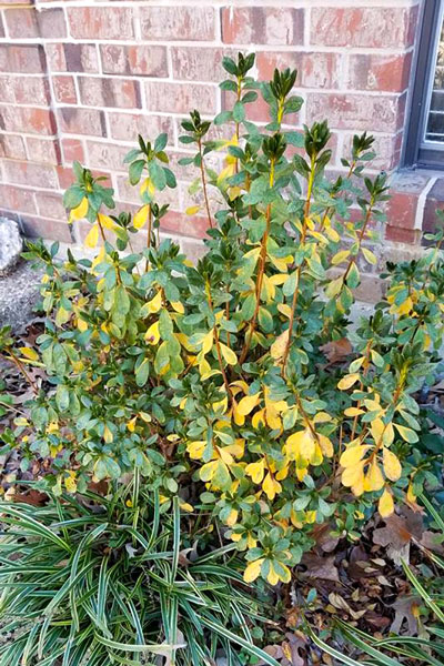 Azalea Leaves Turning Yellow - Causes and Solutions - PlantNative.org