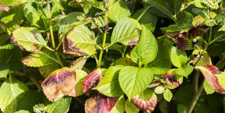 Hydrangea Leaves Turning Red - Reasons and Solutions - PlantNative.org