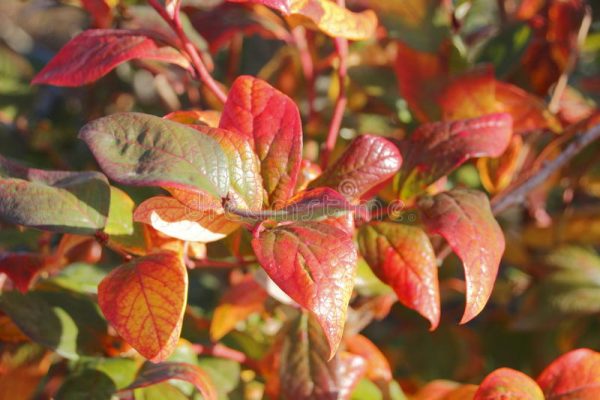 Blueberry Leaves Turning Red - PlantNative.org