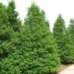 10 Evergreen Trees to Grow in Indiana - PlantNative.org