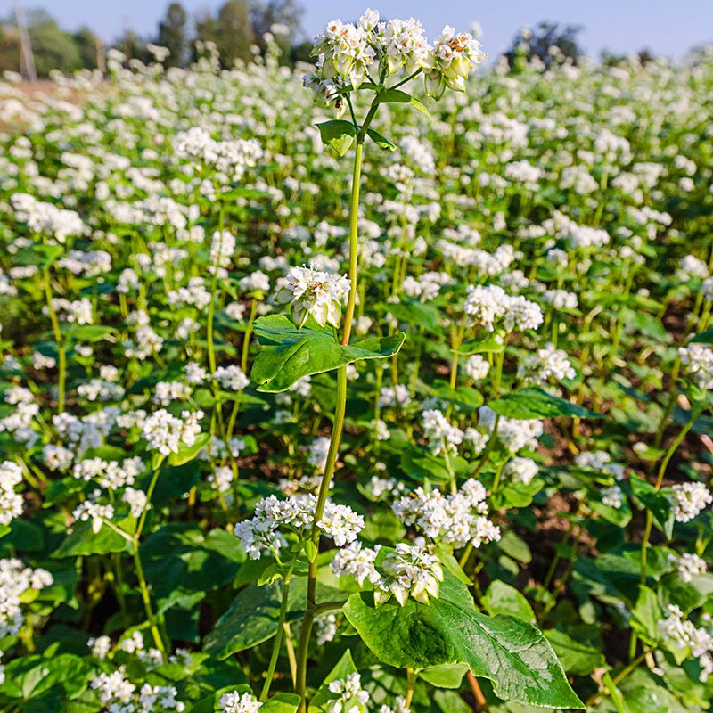 Native Plants of Utah for Landscaping - PlantNative.org