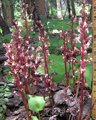 New York Native Plants For Landscaping [with Pictures] - PlantNative.org