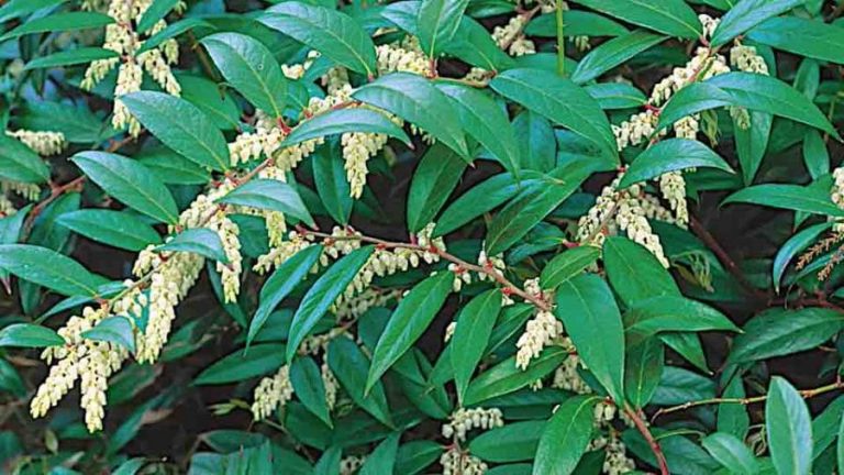 Plants Native to Virginia for Landscaping [with - %si...