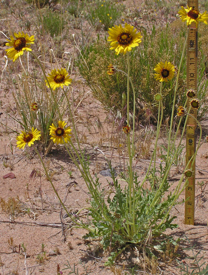 Native Plants of Utah for Landscaping - PlantNative.org
