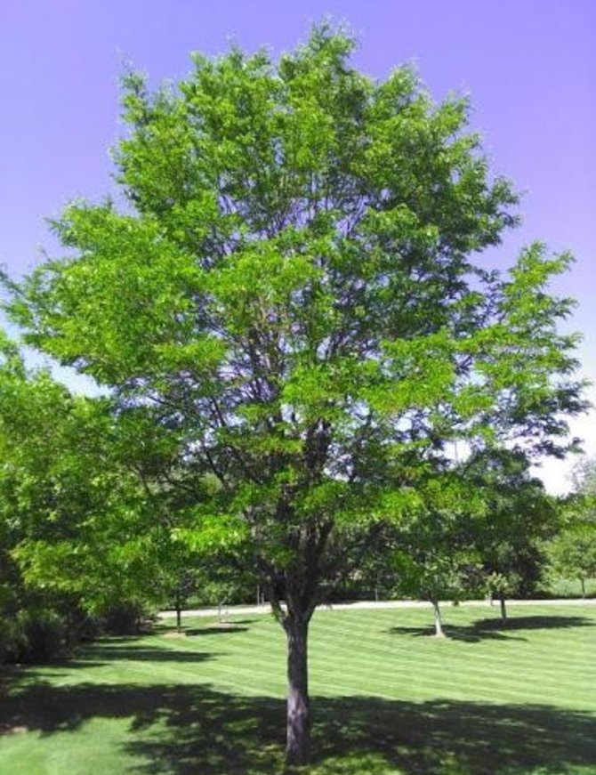 Indiana Native Plants for Landscaping [with Pictures] - PlantNative.org