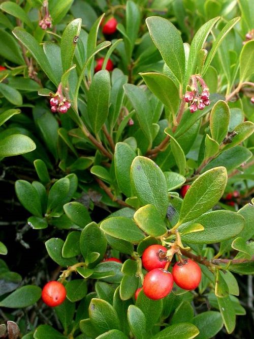 Michigan Native Plants for Landscaping [with - %siten...