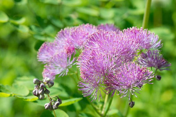 Native Ohio Plants for Landscaping [with Pictures] - PlantNative.org