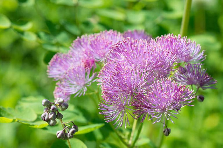 Native Ohio Plants for Landscaping [with Pictures] - PlantNative.org