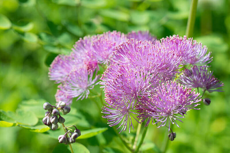 Native Ohio Plants for Landscaping [with Pictures] - PlantNative.org