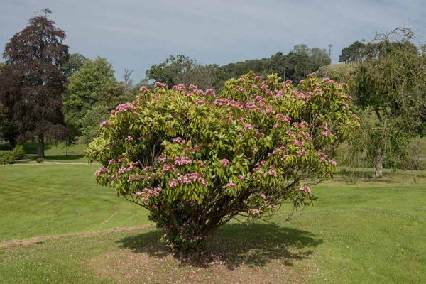 North Carolina Native Flowering Shrubs for Your Garden - PlantNative.org