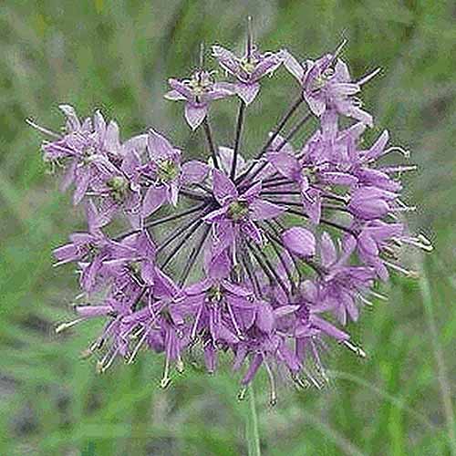 Illinois Native Plants for Landscaping - PlantNative.org