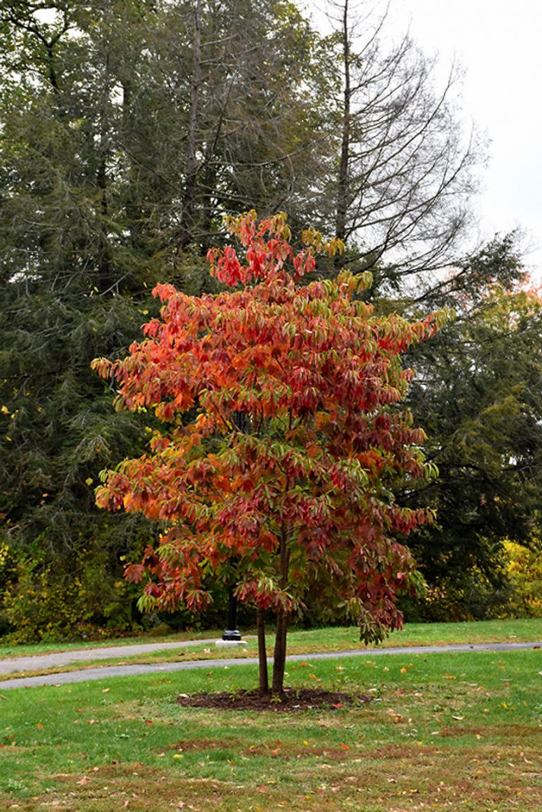 Native Missouri Plants for Landscaping [with - %siten...