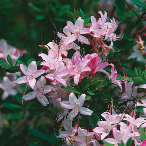 North Carolina Native Flowering Shrubs for Your Garden - PlantNative.org