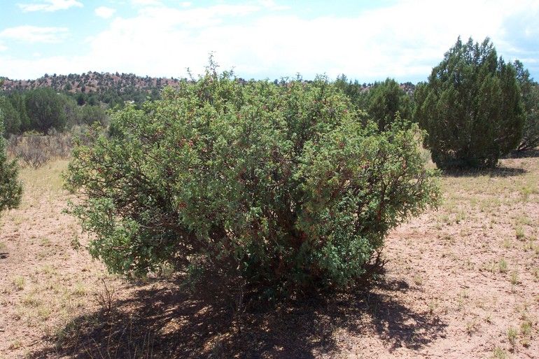 Native Plants of Utah for Landscaping - PlantNative.org