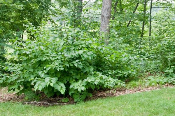 Michigan Native Plants for Landscaping [with - %siten...