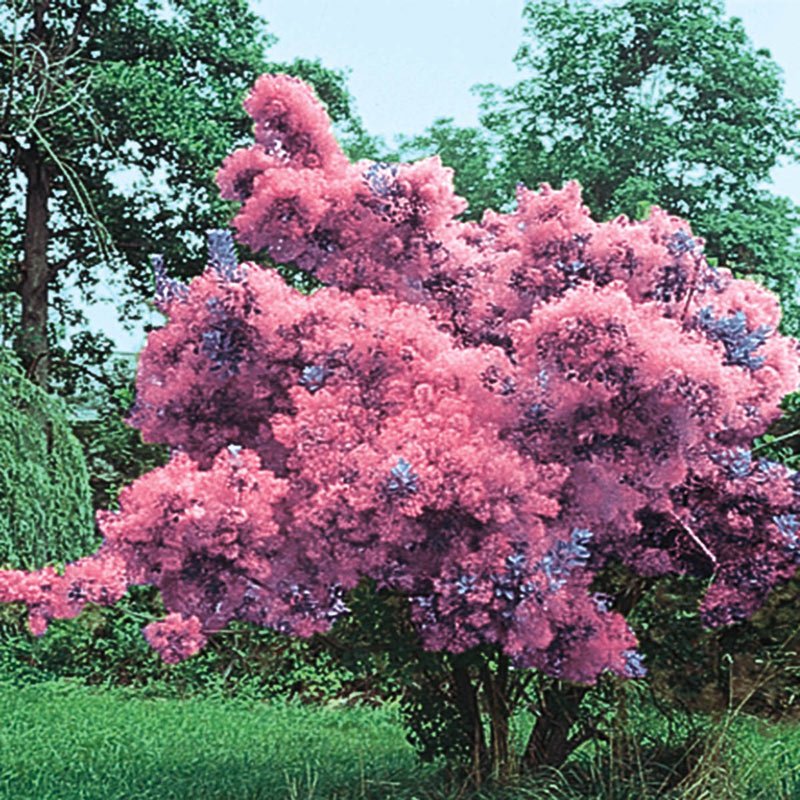Plants Native to Oklahoma for Landscaping [with - %si...