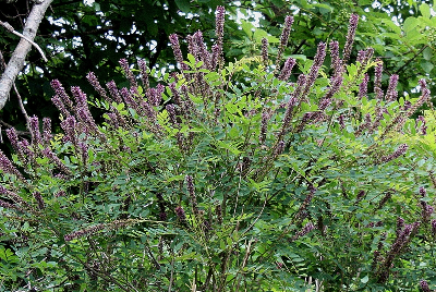 Connecticut Native Plants for Landscaping [with Pictures] - PlantNative.org
