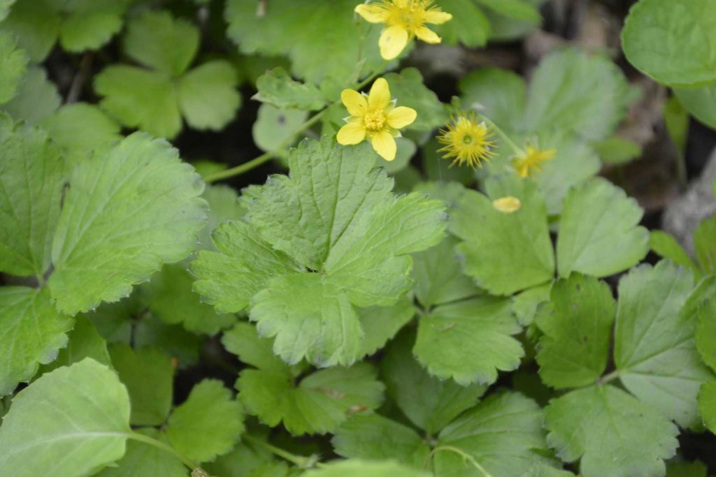 Illinois Native Plants for Landscaping - PlantNative.org