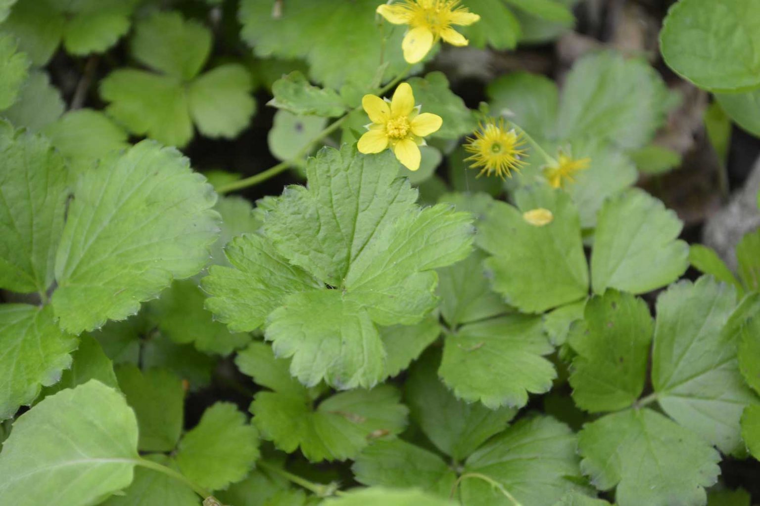 Illinois Native Plants for Landscaping - PlantNative.org