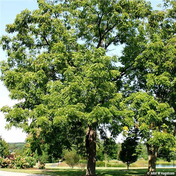 Native Plants of Iowa for Landscaping - PlantNative.org