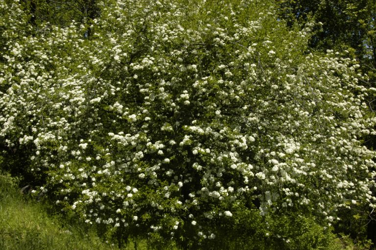 Michigan Native Plants for Landscaping [with Pictures] - PlantNative.org