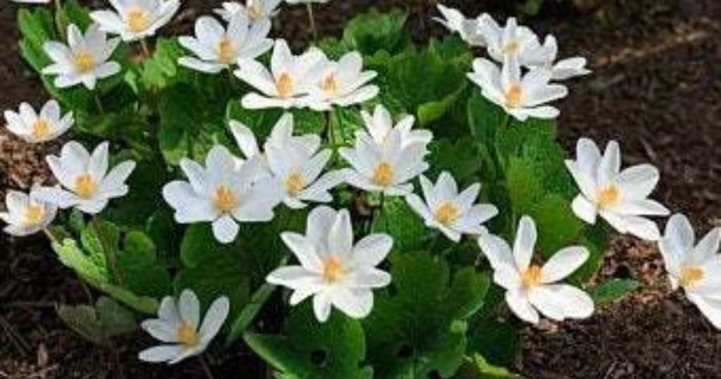 Michigan Native Plants for Landscaping [with Pictures] - PlantNative.org