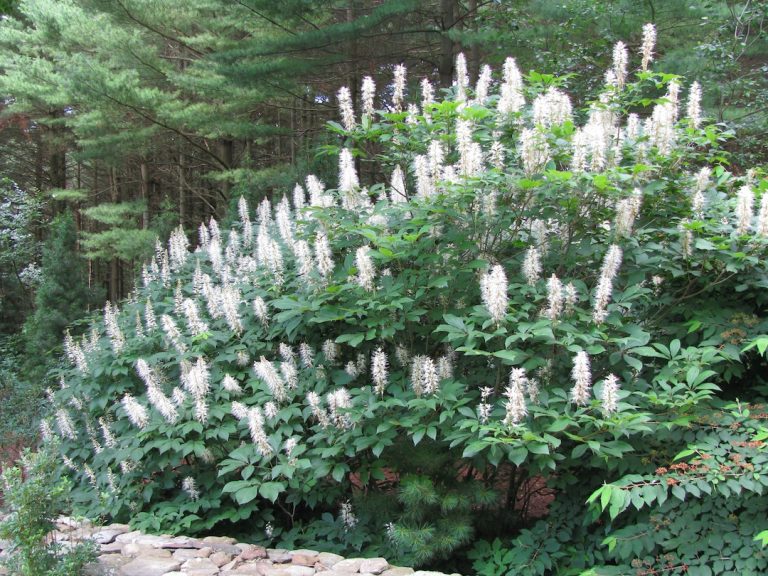 South Carolina Native Plants for Landscaping [with