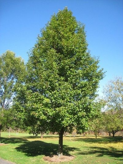 Native Missouri Plants for Landscaping [with Pictures] – PlantNative.org