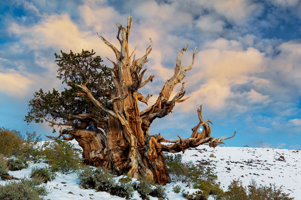 The Best Evergreen Trees to Grow in Colorado - PlantNative.org