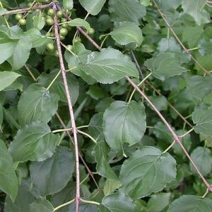 Illinois Native Plants for Landscaping [with Pictures] – PlantNative.org