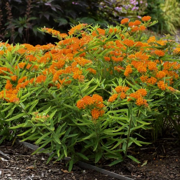 Pennsylvania Native Flowering Shrubs for Your Garden - PlantNative.org