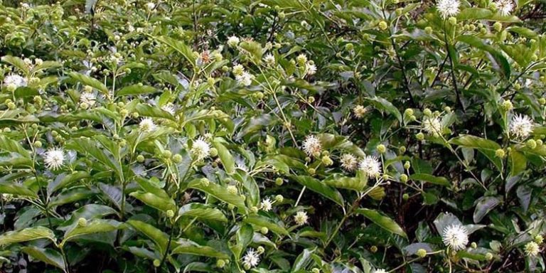 Plants Native to Virginia for Landscaping [with - %si...