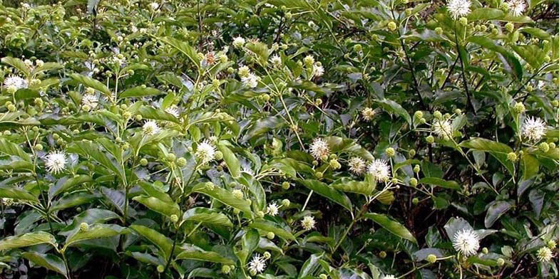 Plants Native to Virginia for Landscaping [with - %si...
