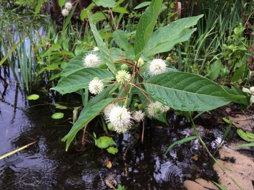 Michigan Native Plants for Landscaping [with Pictures] - PlantNative.org