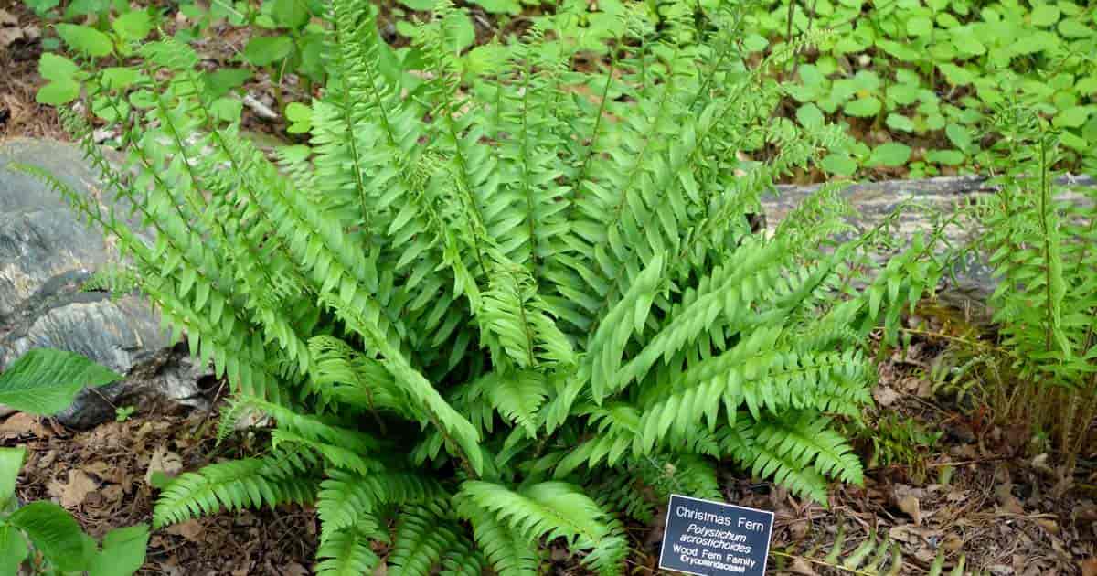 16 Ground Cover Plants to Grow in Ohio - PlantNative.org