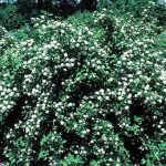 Ornamental Trees to Grow in Michigan - PlantNative.org
