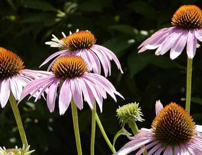 Indiana Native Plants for Landscaping [with Pictures] - PlantNative.org