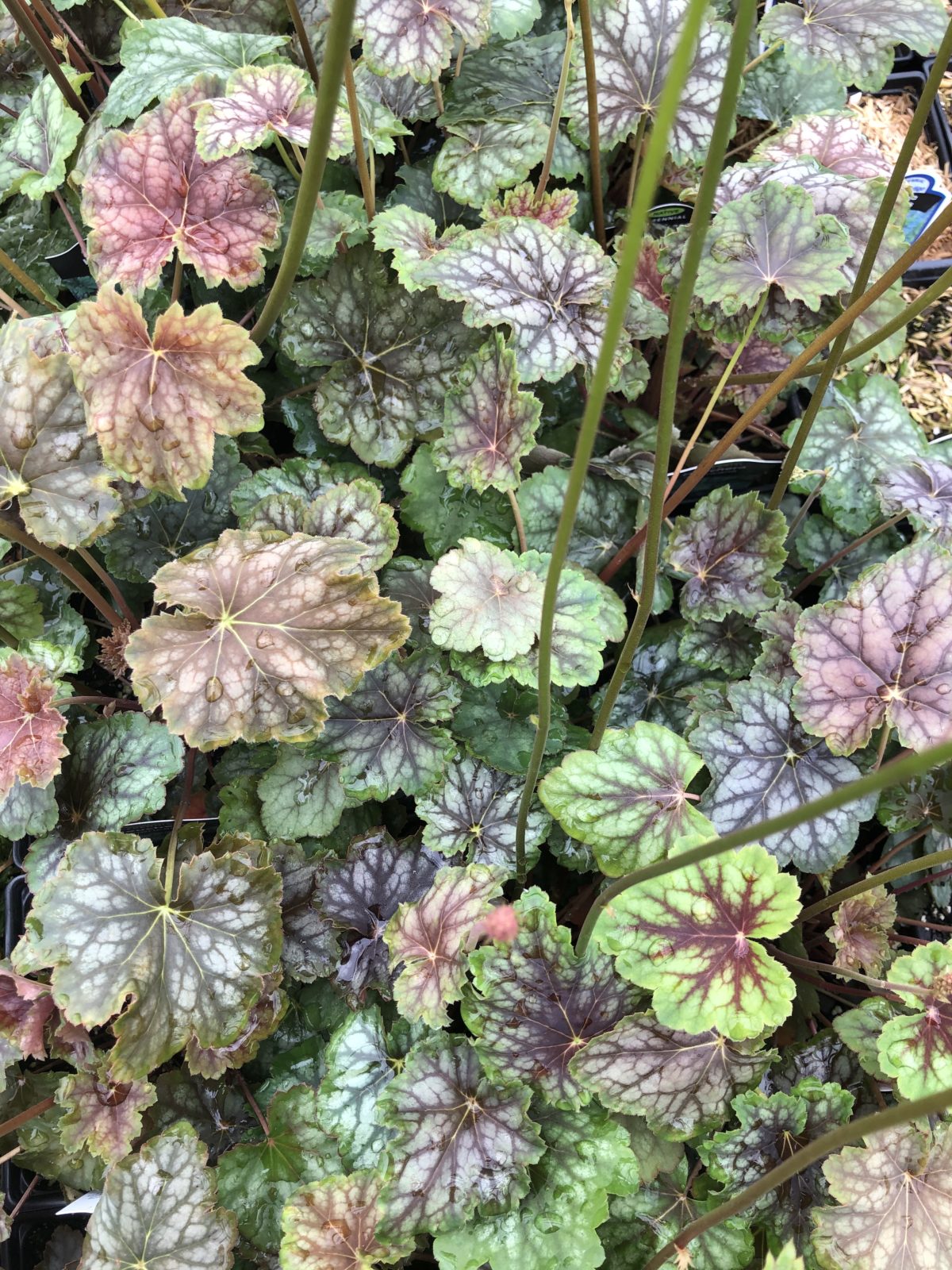 Native Colorado Plants for Landscaping [with Pictures] - PlantNative.org