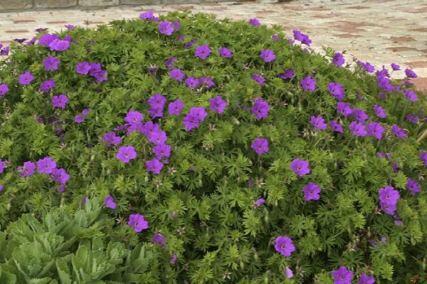 Native Pollinator Plants for Your Wisconsin Garden - PlantNative.org