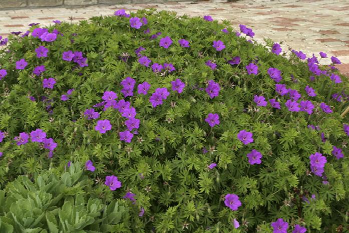 Oregon Native Pollinator Plants - PlantNative.org