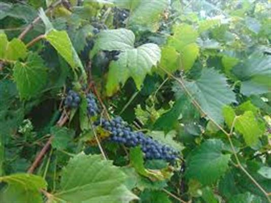 Plants Native to Oklahoma for Landscaping [with Pictures] - PlantNative.org