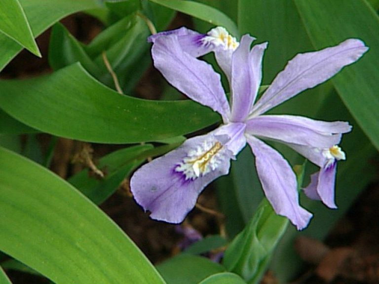 South Carolina Native Plants for Landscaping [with