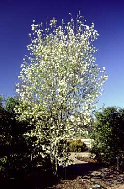 10 Ornamental Trees to Grow in Oregon - PlantNative.org