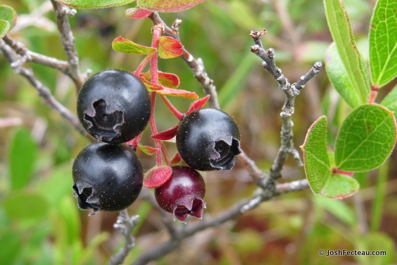 Michigan Native Plants for Landscaping [with - %siten...