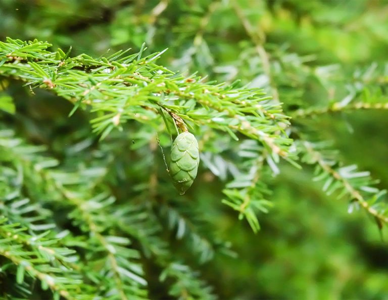 Native Ohio Plants for Landscaping [with Pictures] - PlantNative.org