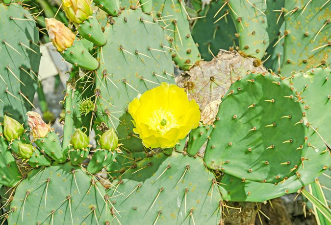 Plants Native to Virginia for Landscaping [with - %si...