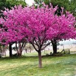 The Most Beautiful Ornamental Trees to Grow in Wisconsin - PlantNative.org