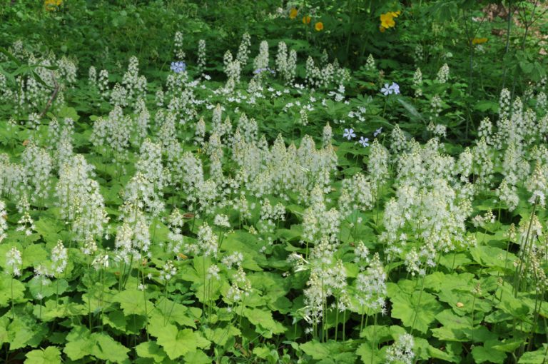Plants Native to Maryland for Landscaping [with - %si...