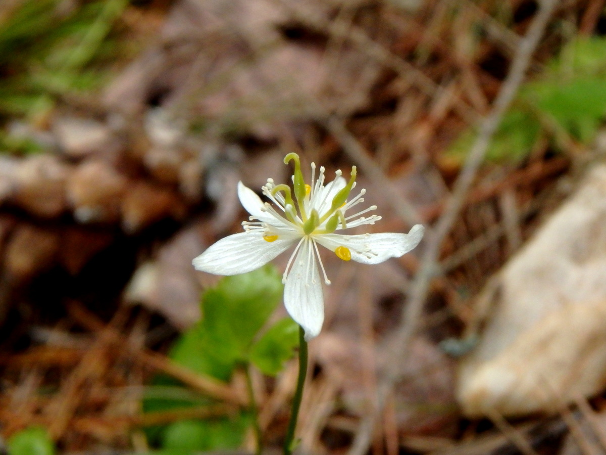 Native Plants of Utah for Landscaping - PlantNative.org