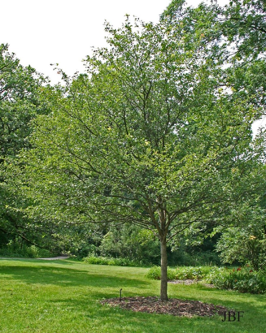 Connecticut Native Plants for Landscaping [with - %si...
